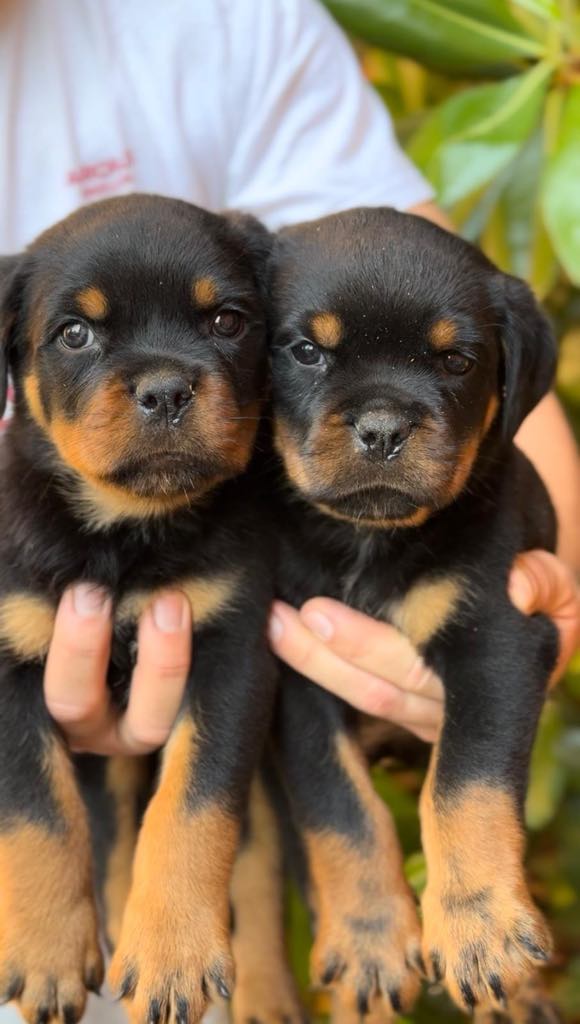 Rottweiler Litter Litter Serbia – DOGS DEALER